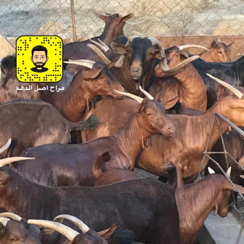 المهشمي | مراح اصل الدهم 🐐 (@mrh_sl2021) | Snapchat Stories, Spotlight & Lenses