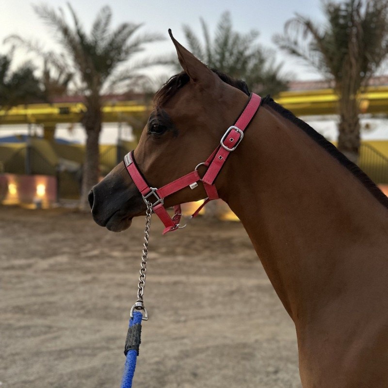 ezzo🐎 (@mutaz-8) | Snapchat Stories, Spotlight & Lenses