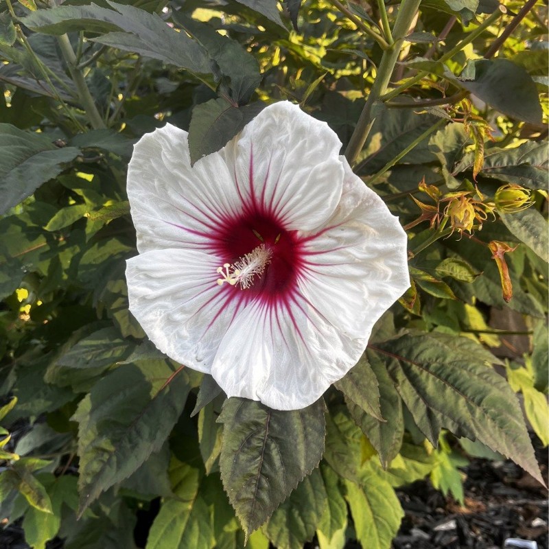 🥀Naima (@naima_ramir) | Snapchat Stories, Spotlight & Lenses