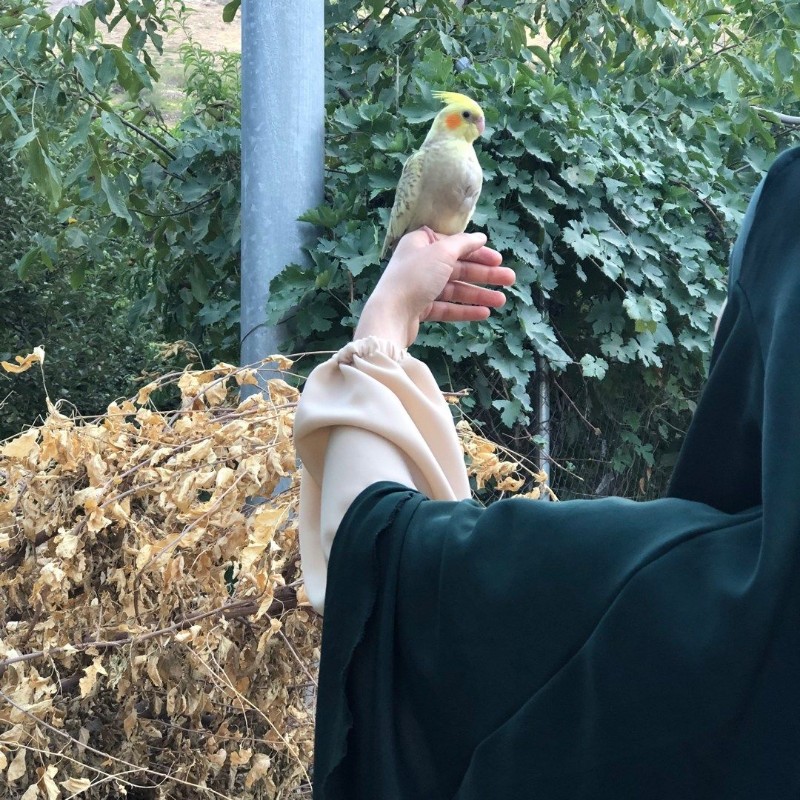 Naz Hijab (@nazhijab) | Snapchat Stories, Spotlight & Lenses