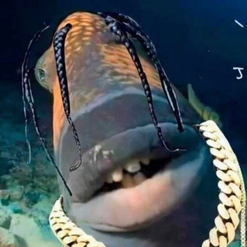 Regular Meme🤣 (@nevercatchmeme) | Snapchat Stories, Spotlight & Lenses