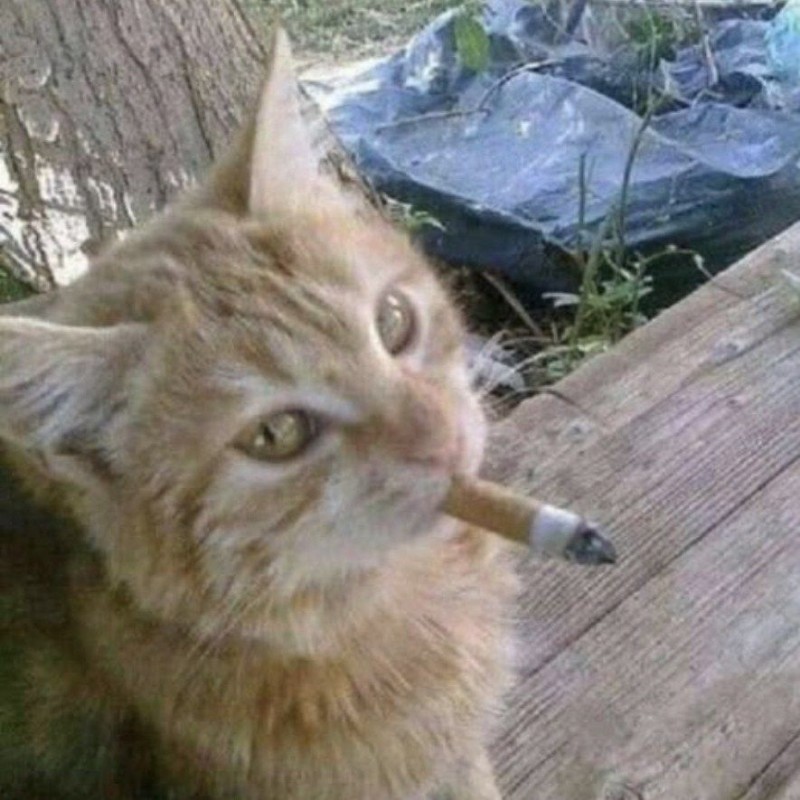 -⃝⃤🐺Nimbus🐺 -⃝⃤ (@nimbus_onpawzz) | Snapchat Stories, Spotlight & Lenses