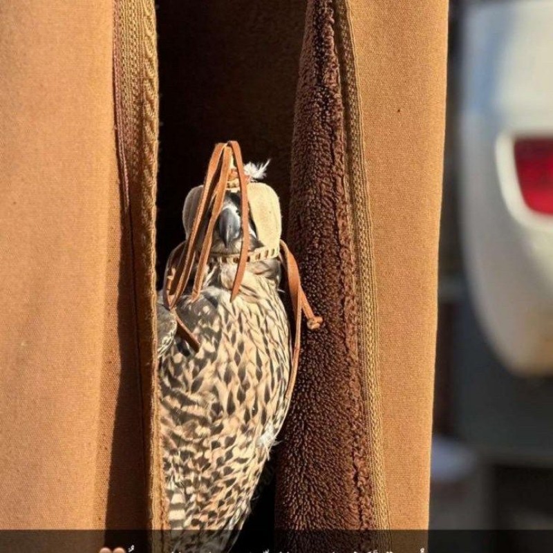 ابو شقران | 🐪 📸 (@ok_085) | Snapchat Stories, Spotlight & Lenses