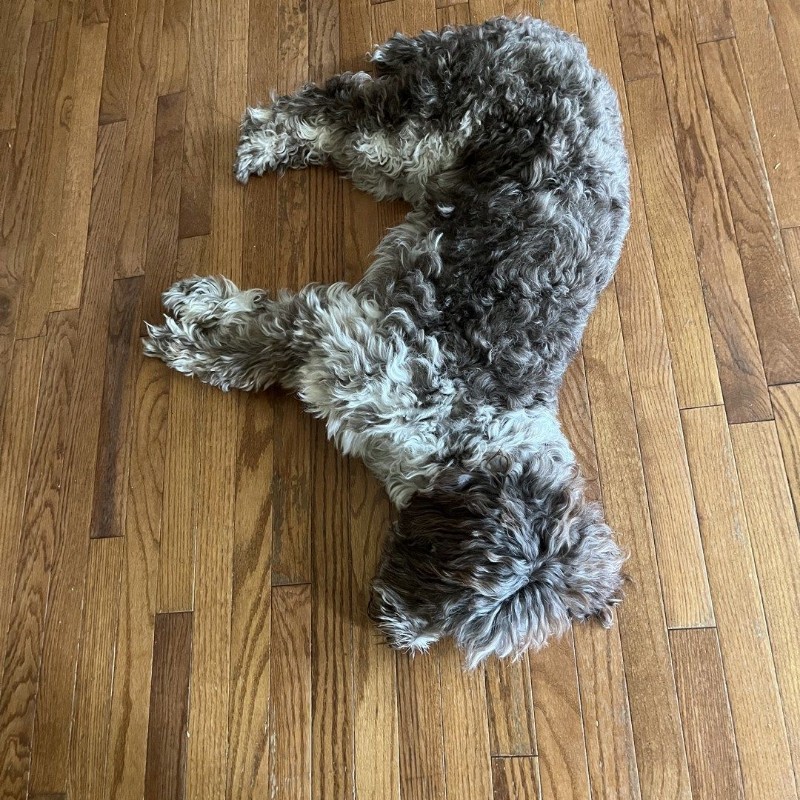 Oreo The Dog (@oreothedoggie) | Snapchat Stories, Spotlight & Lenses