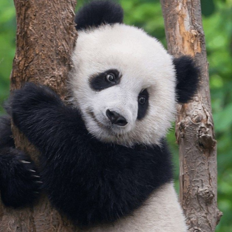 Panda Jrd Anime (@pandamovie26) | Snapchat Stories, Spotlight & Lenses