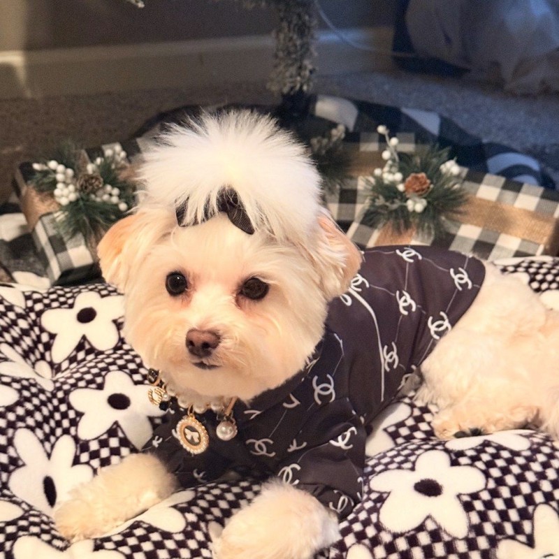 Paris (@paris_maltese) | Snapchat Stories, Spotlight & Lenses