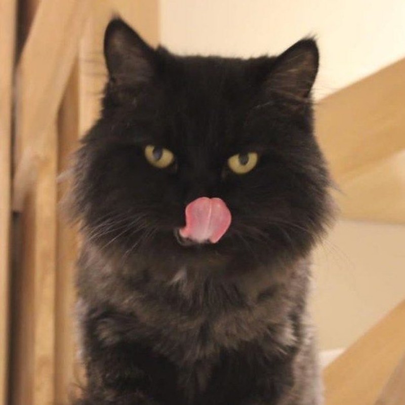 بيتويا Petoya (@petoya.sa) | Snapchat Stories, Spotlight & Lenses