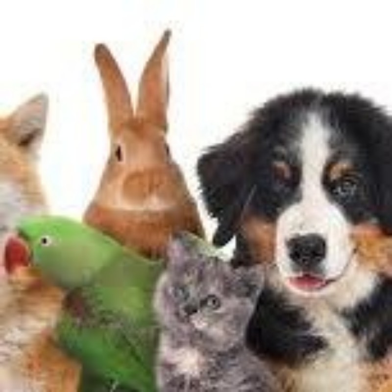 Pets World (@pets-world1) | Snapchat Stories, Spotlight & Lenses