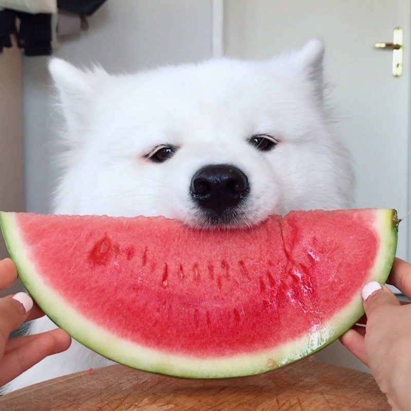 Pets Worlds (@pets_worlds) | Snapchat Stories, Spotlight & Lenses