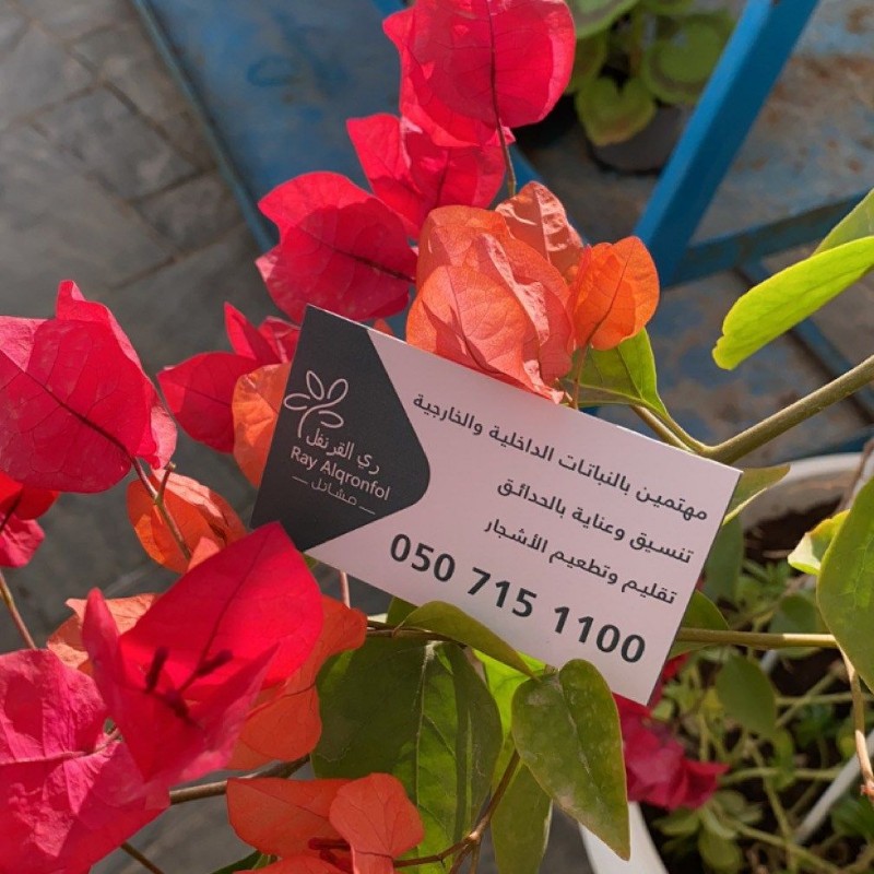 مشاتل ري القرنفل 🌿 (@ray_alqronfol) | Snapchat Stories, Spotlight & Lenses