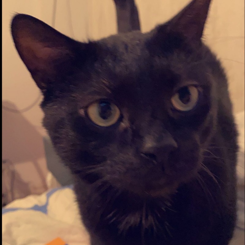 risingstag (@risingstag) | Snapchat Stories, Spotlight & Lenses