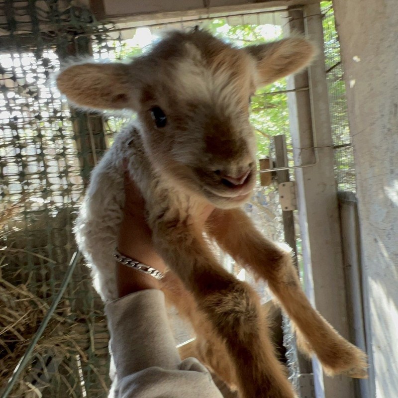 Gerardo Robles (@salamandergir) | Snapchat Stories, Spotlight & Lenses