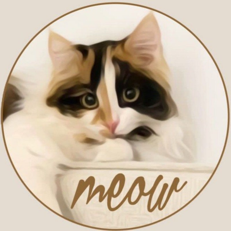 مياو وَ فَرهود🐈💕 (@saudimeow) | Snapchat Stories, Spotlight & Lenses