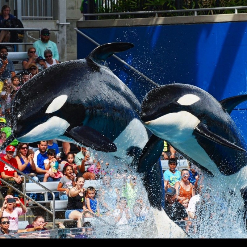 SeaWorld Videos (@seaworldvideos) | Snapchat Stories, Spotlight & Lenses