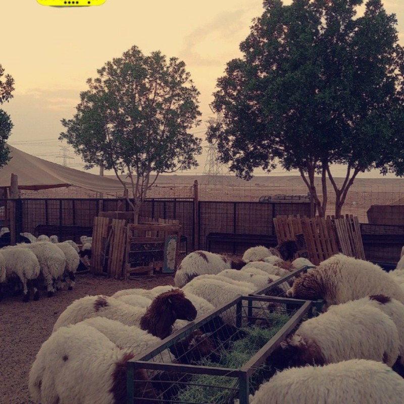 ذبايح الرياض (@shep_riyadh) | Snapchat Stories, Spotlight & Lenses
