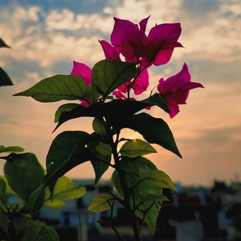 Shubham Chaubey (@shubham_9955977) | Snapchat Stories, Spotlight & Lenses