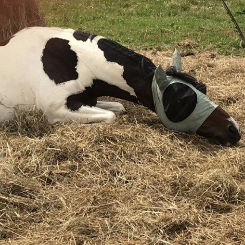 Skyli& Cookie ️🐴🍀 (@skyli_cookie) | Snapchat Stories, Spotlight & Lenses