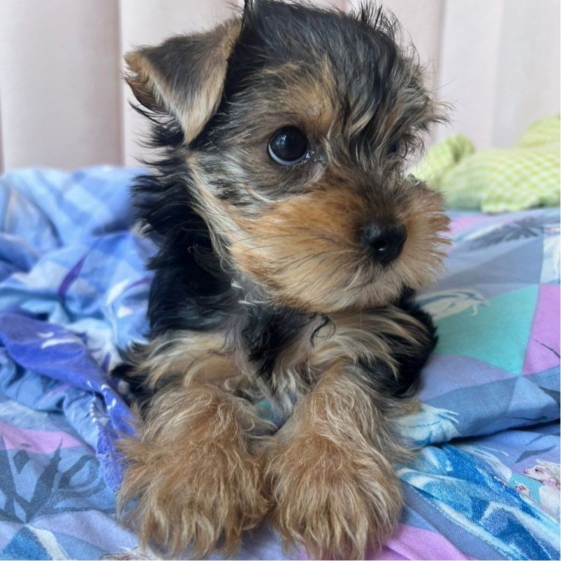 Stitch Story🩵// (@stitchstory2025) | Snapchat Stories, Spotlight & Lenses