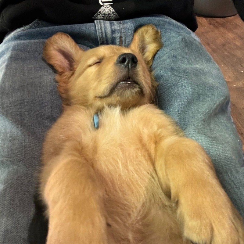 PuppyYoga (@stoicgiraffe33) | Snapchat Stories, Spotlight & Lenses