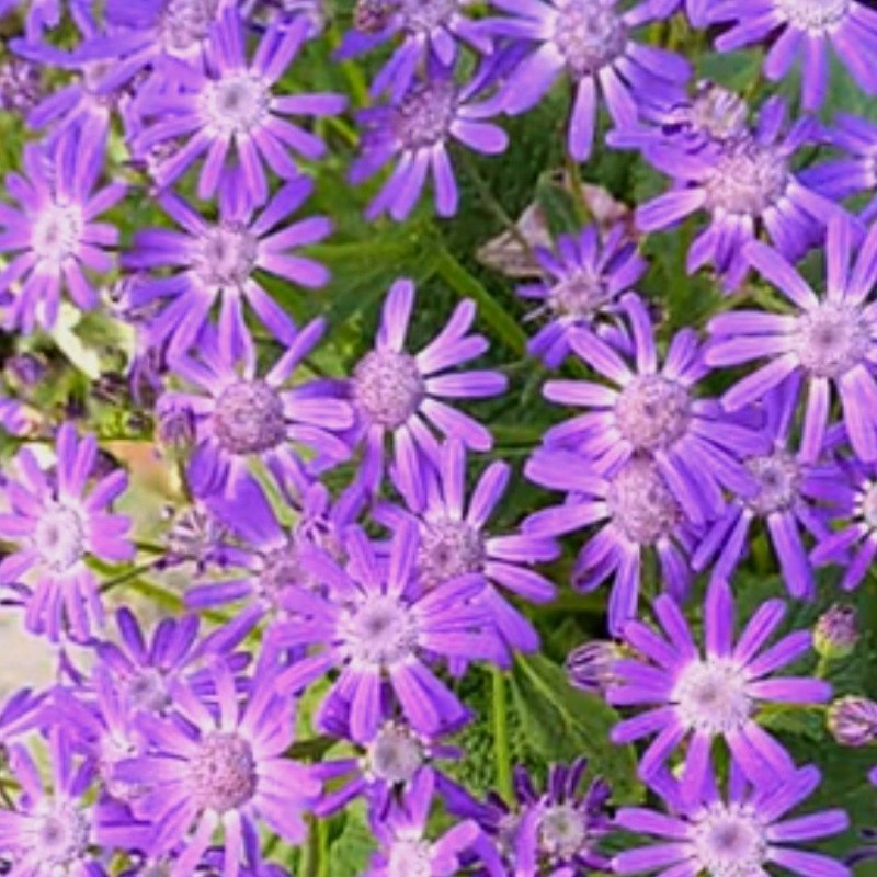 Sirjana Parajuli (@sujan_paraj2025) | Snapchat Stories, Spotlight & Lenses