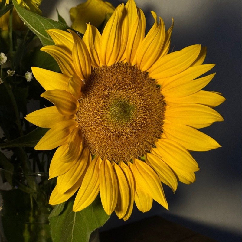 Sun 88(@sun-oman88) | เรื่องราว Snapchat ตลอดจน Spotlight และเลนส์