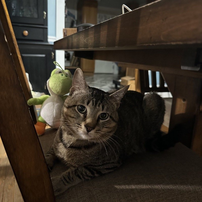 Toby Atiencia (@tobythetabbycat) | Snapchat Stories, Spotlight & Lenses