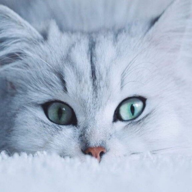 قطط 🐈 | Toly (@toly_777) | Snapchat Stories, Spotlight & Lenses