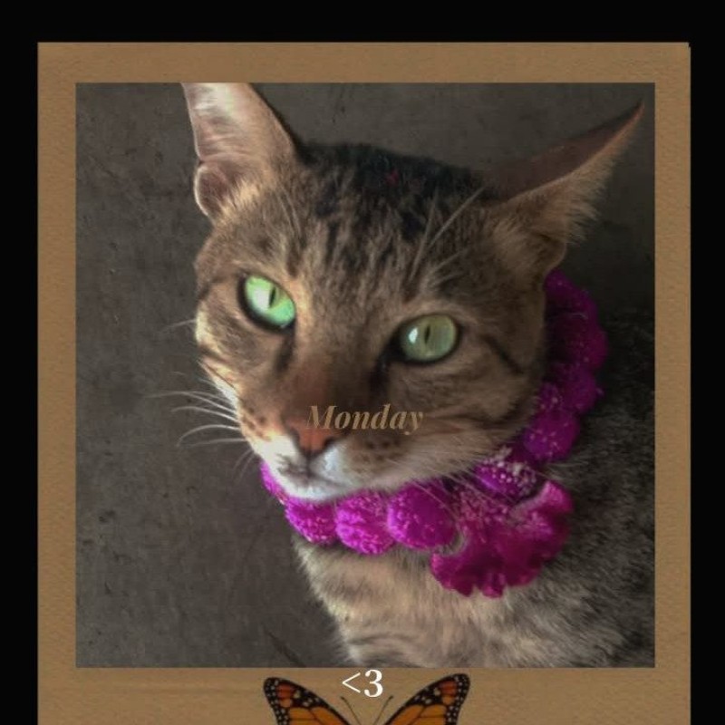 Preeti Gurung (@whisker_witch) | Snapchat Stories, Spotlight & Lenses